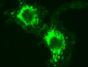 OriGene - ASGCT's 28th Annual Meeting