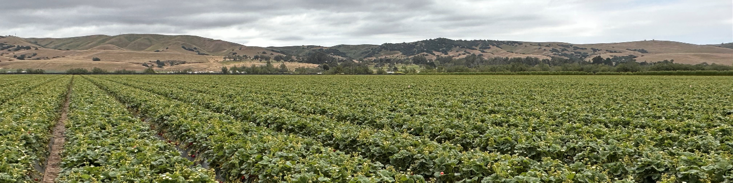 Gem-Pack Berries - 2024 CPMA Convention and Trade Show
