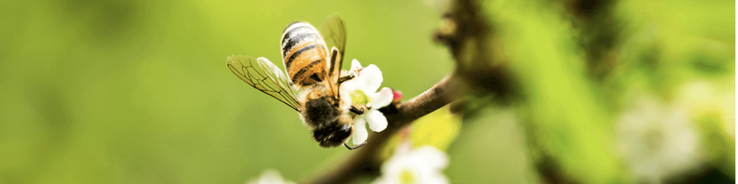 Bee Harmony Honey - Natural Products Expo West 2024