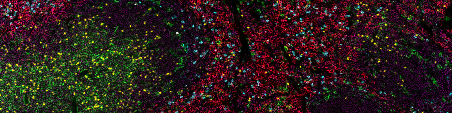Cell Signaling Technology - IMMUNOLOGY25