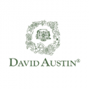 David Austin Roses LTD. - MANTS2025
