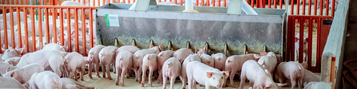 Crystal Spring Hog Equipment Ltd. - World Pork Expo 2024